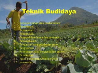 PPT.BUDIDAYA TANAMAN.ppt