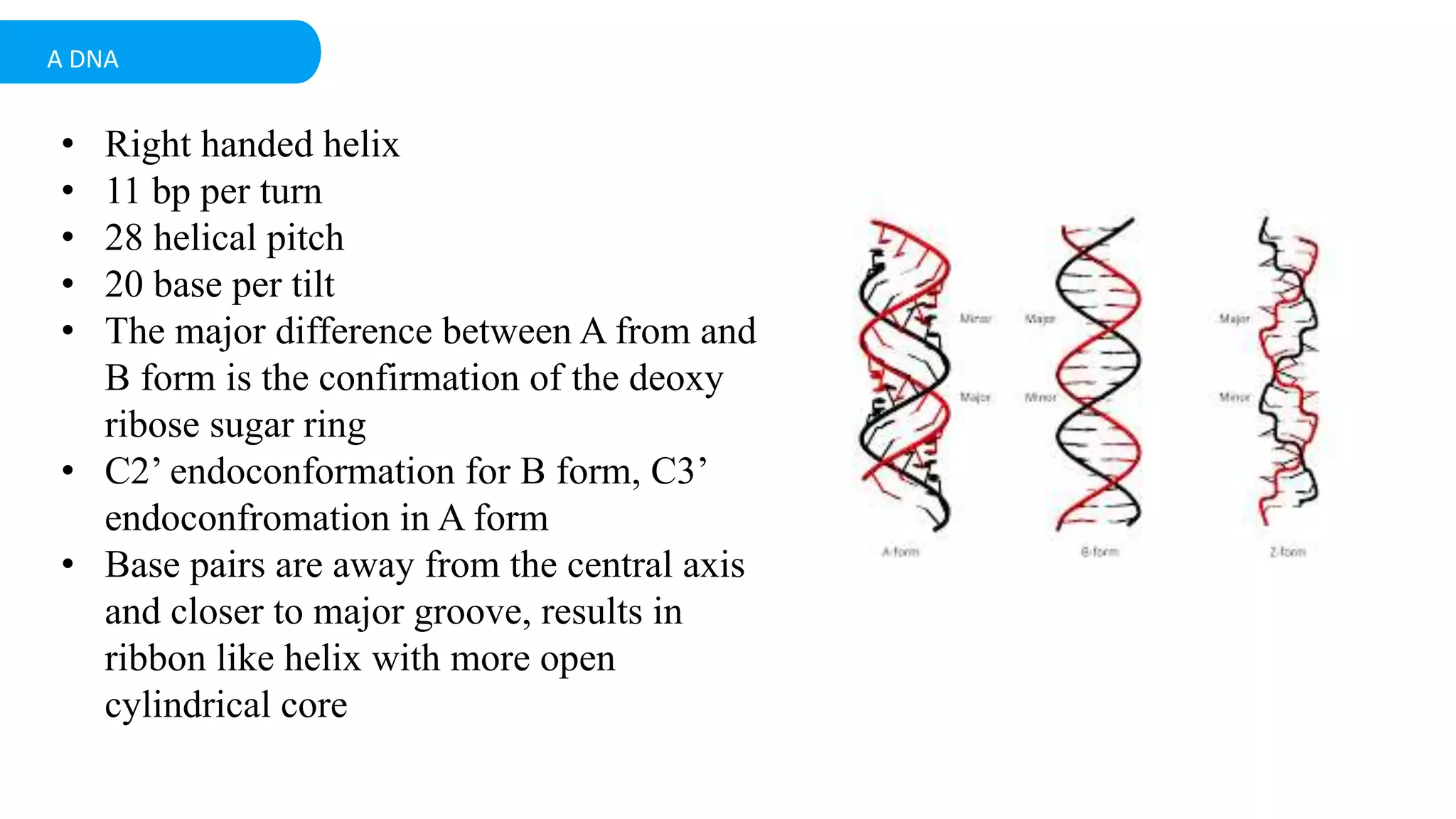 DNA structure | PPTX