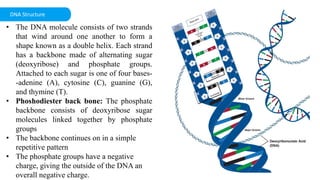 DNA structure | PPTX | Biological Sciences | Science
