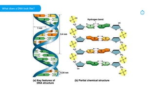 DNA structure | PPTX | Biological Sciences | Science