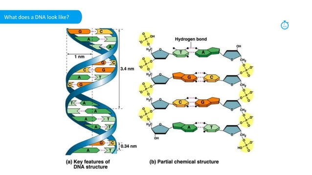 DNA structure | PPTX | Biological Sciences | Science