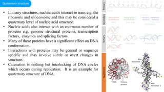 Quaternary Structure Of Dna