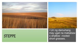 Vegetation Cover.pptx
