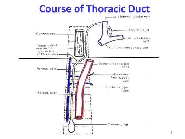 Thoracic duct | PPTX | Lung and Respiratory Health | Diseases and ...