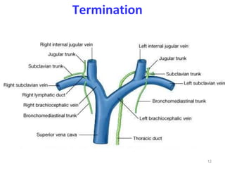 Thoracic duct | PPT