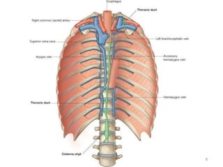 Thoracic duct | PPT