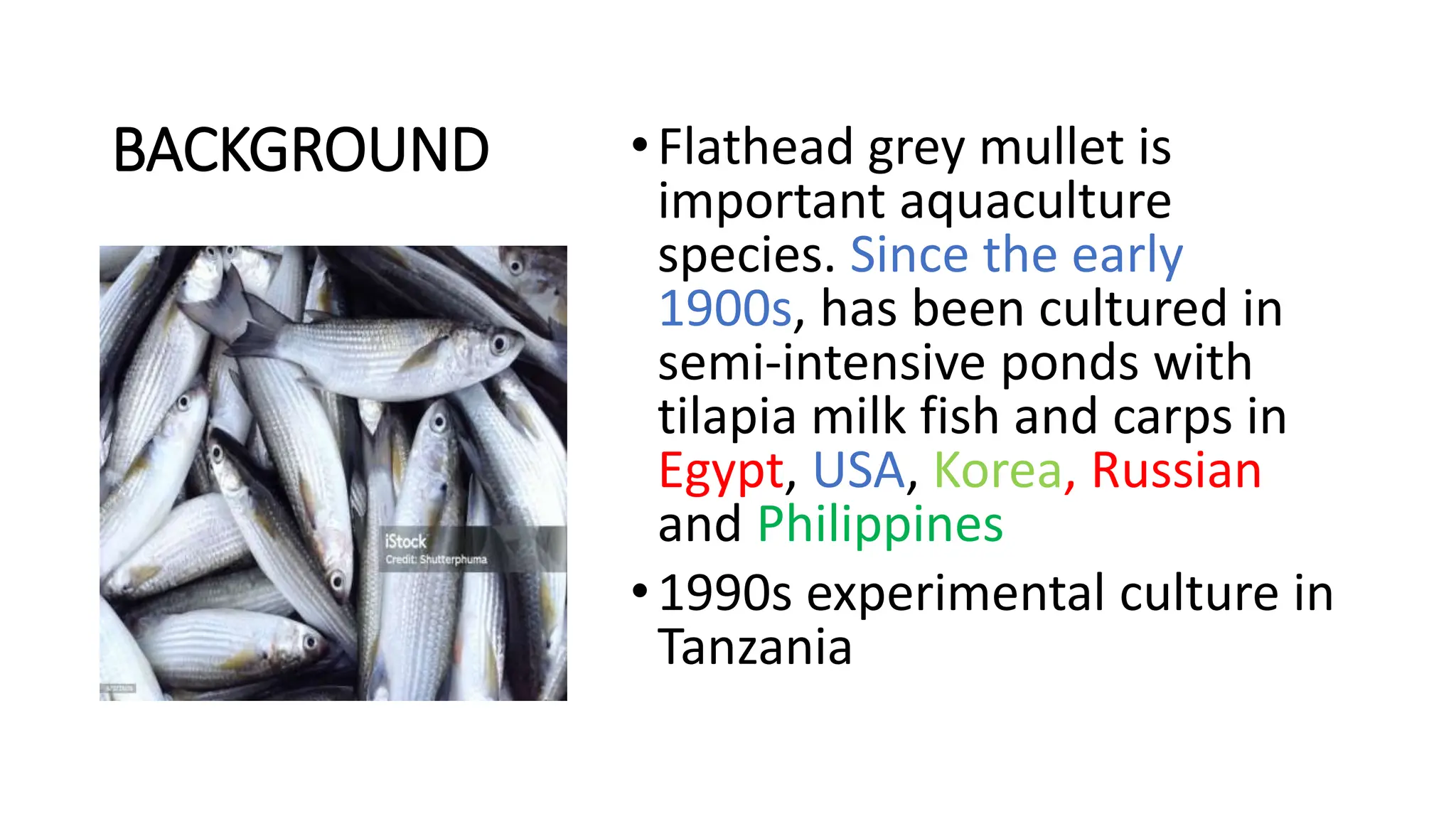 mullet fish farming PPT.pptx