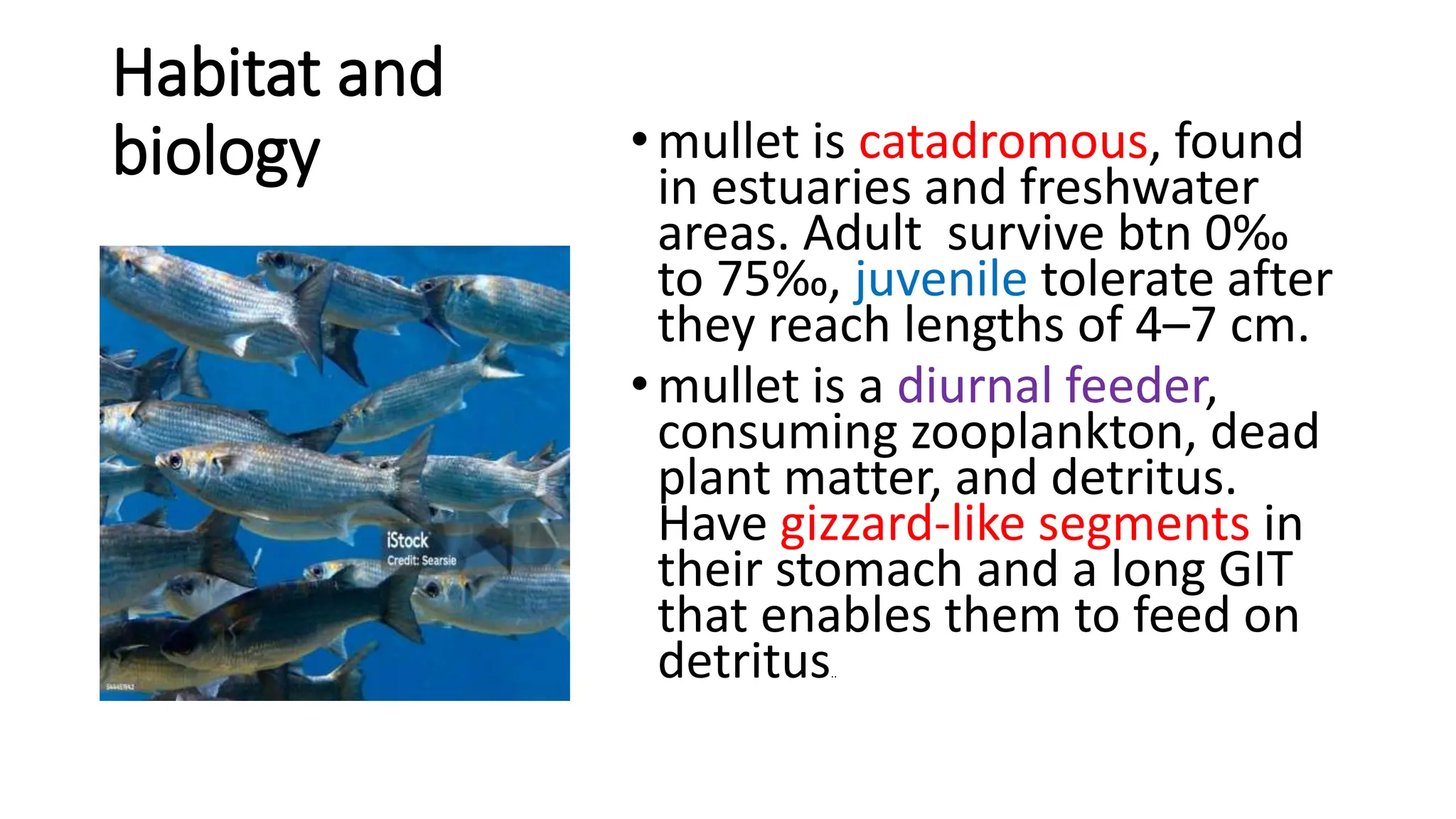 mullet fish farming PPT.pptx