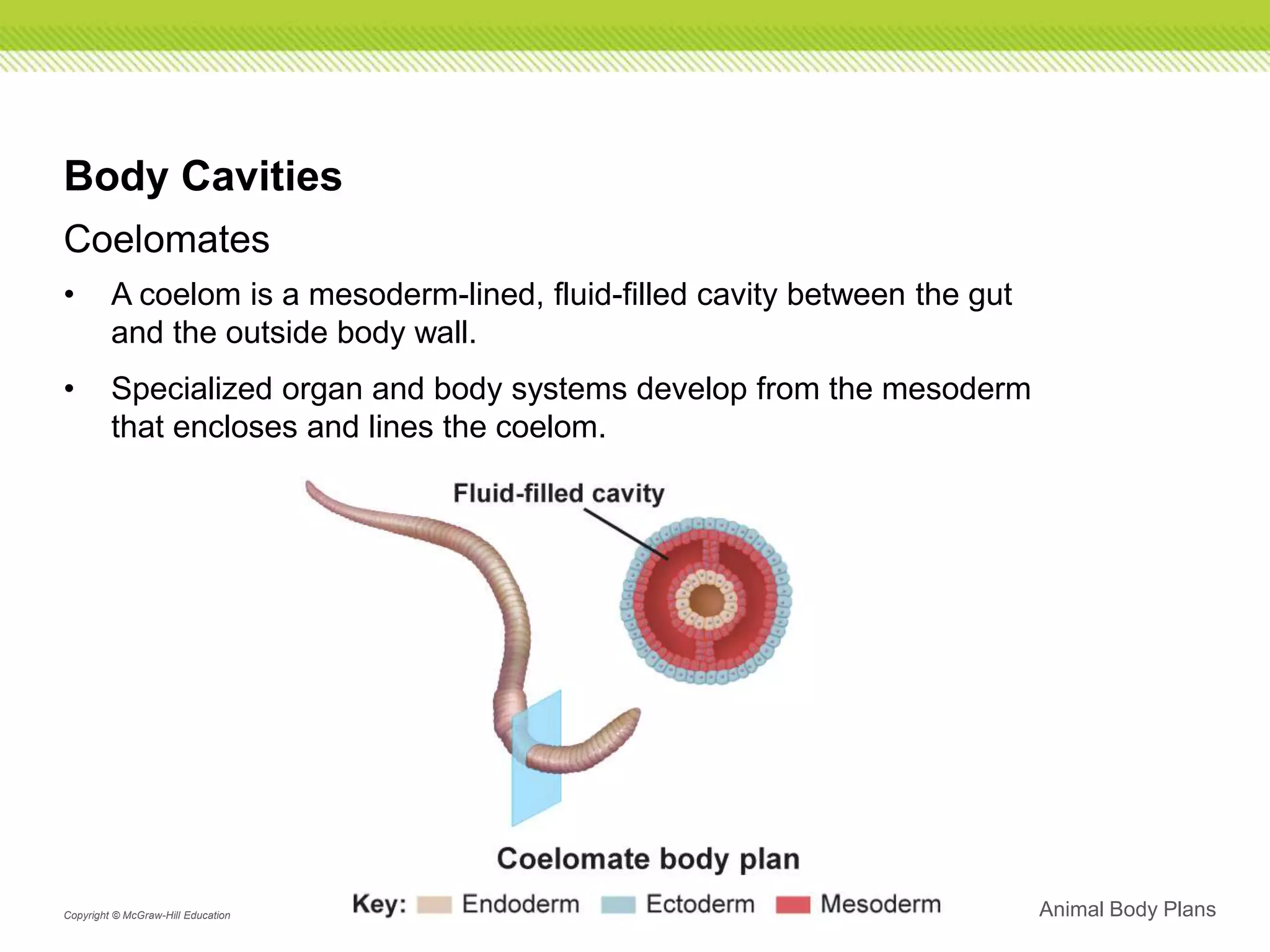 PPT-24.2-Body_Plans.pptx