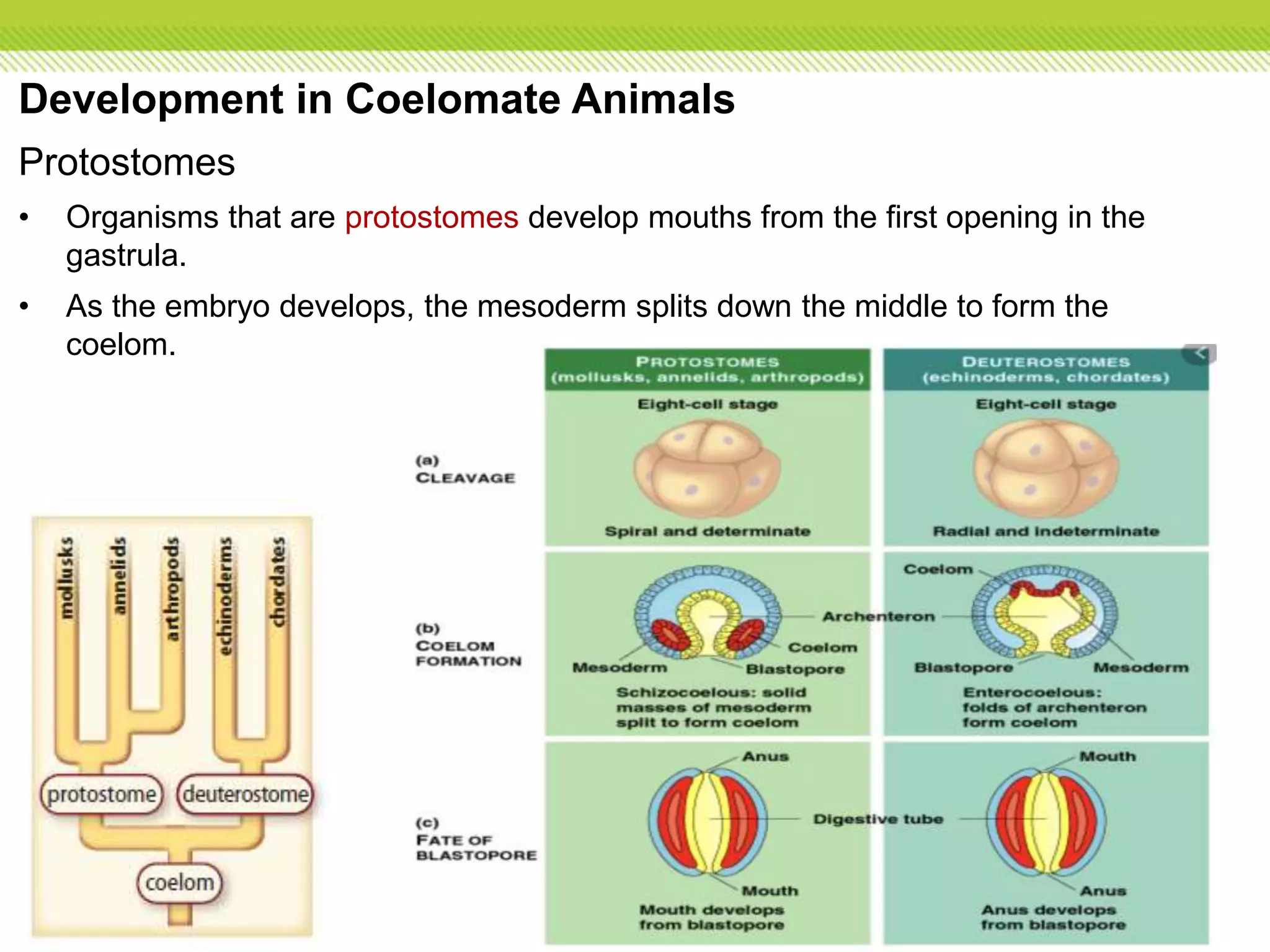 PPT-24.2-Body_Plans.pptx