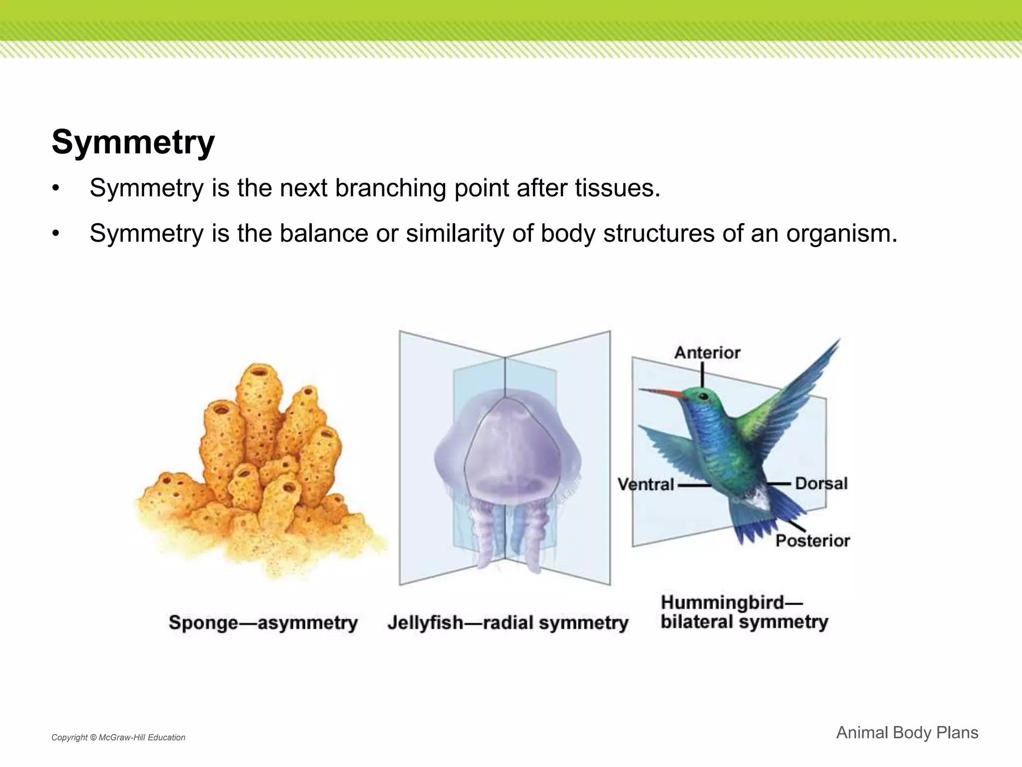 PPT-24.2-Body_Plans.pptx