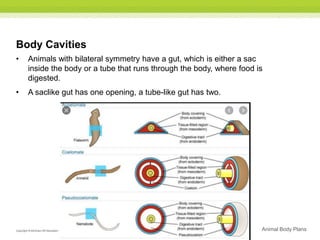 PPT-24.2-Body_Plans.pptx