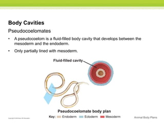 PPT-24.2-Body_Plans.pptx