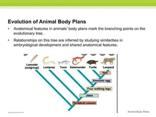 PPT-24.2-Body_Plans.pptx