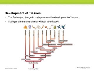 PPT-24.2-Body_Plans.pptx