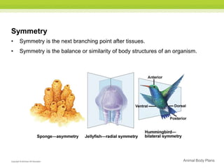 PPT-24.2-Body_Plans.pptx