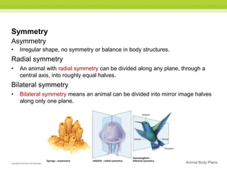 PPT-24.2-Body_Plans.pptx