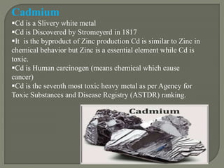 Cadmium Accumulation in cereals crops and in Tobacoo | PDF