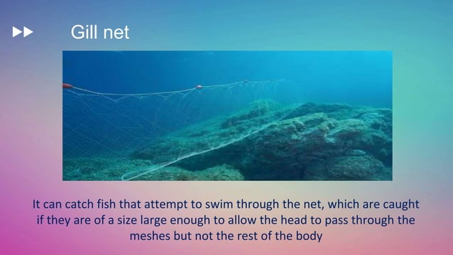 PowerPoint Presentation for Fish Capture | PPTX