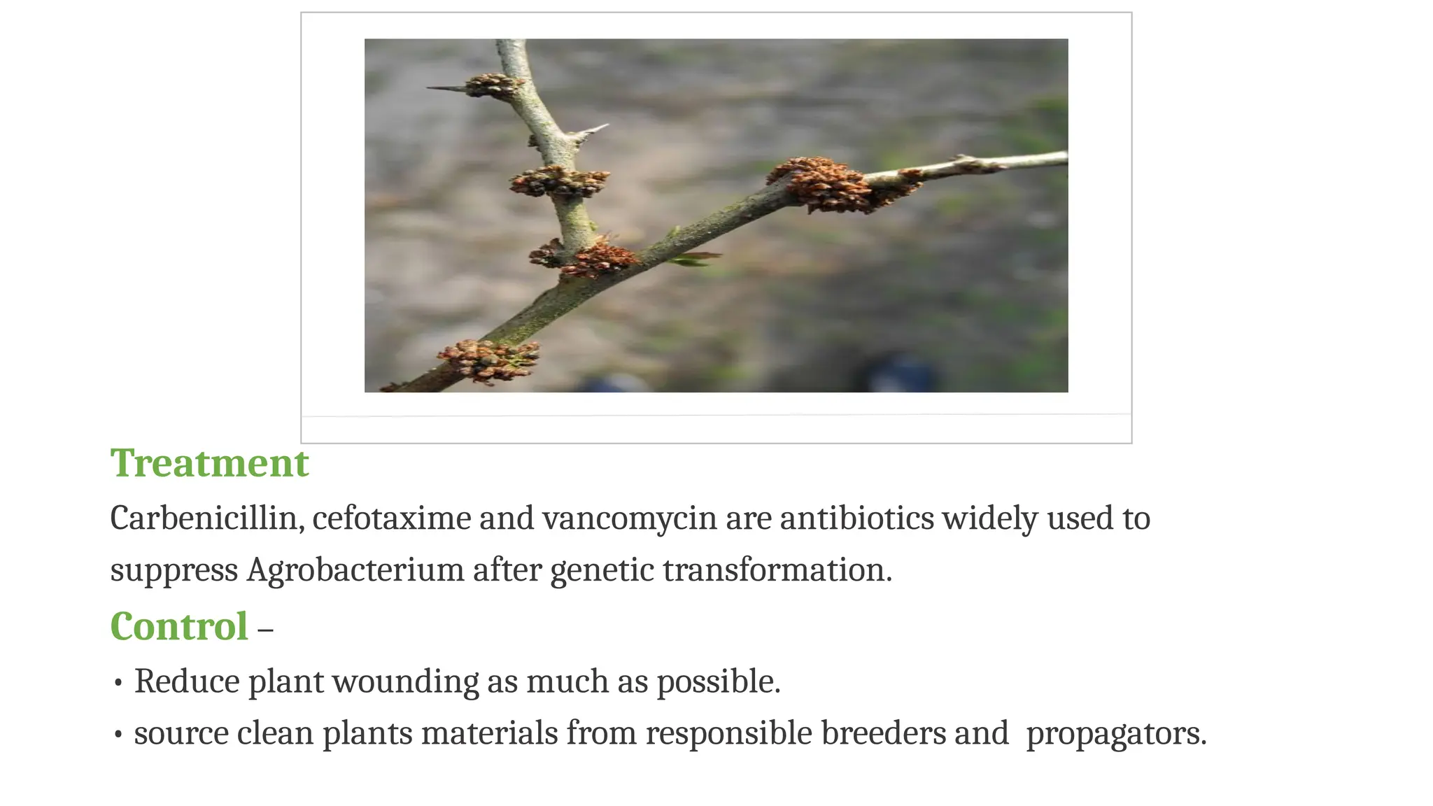 Agrobacterium tumefaciens : Crown gall disease, Transmission ...