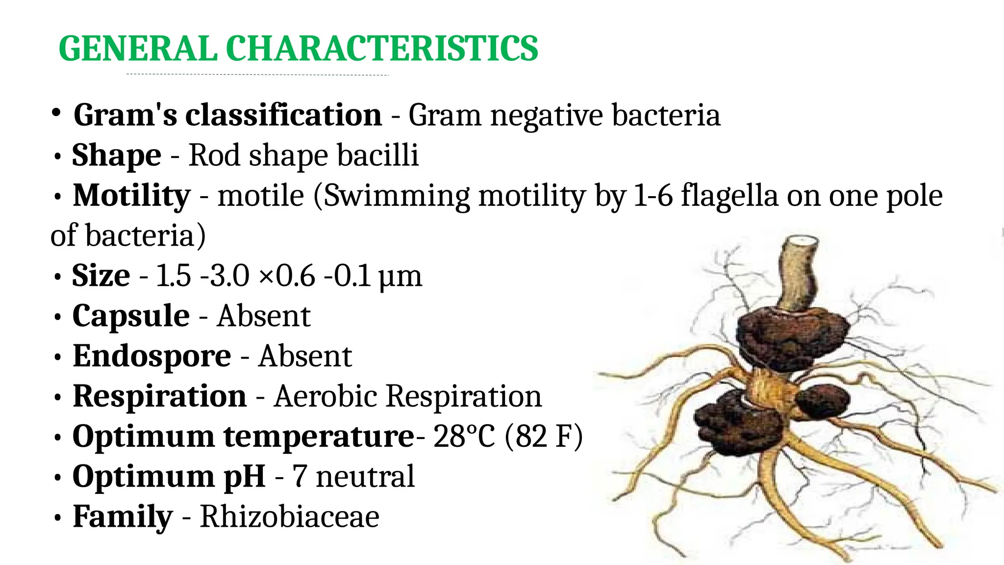 Agrobacterium tumefaciens : Crown gall disease, Transmission ...