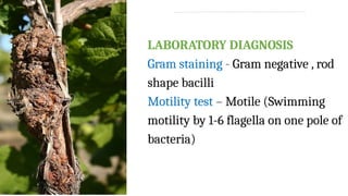 Agrobacterium tumefaciens : Crown gall disease, Transmission ...