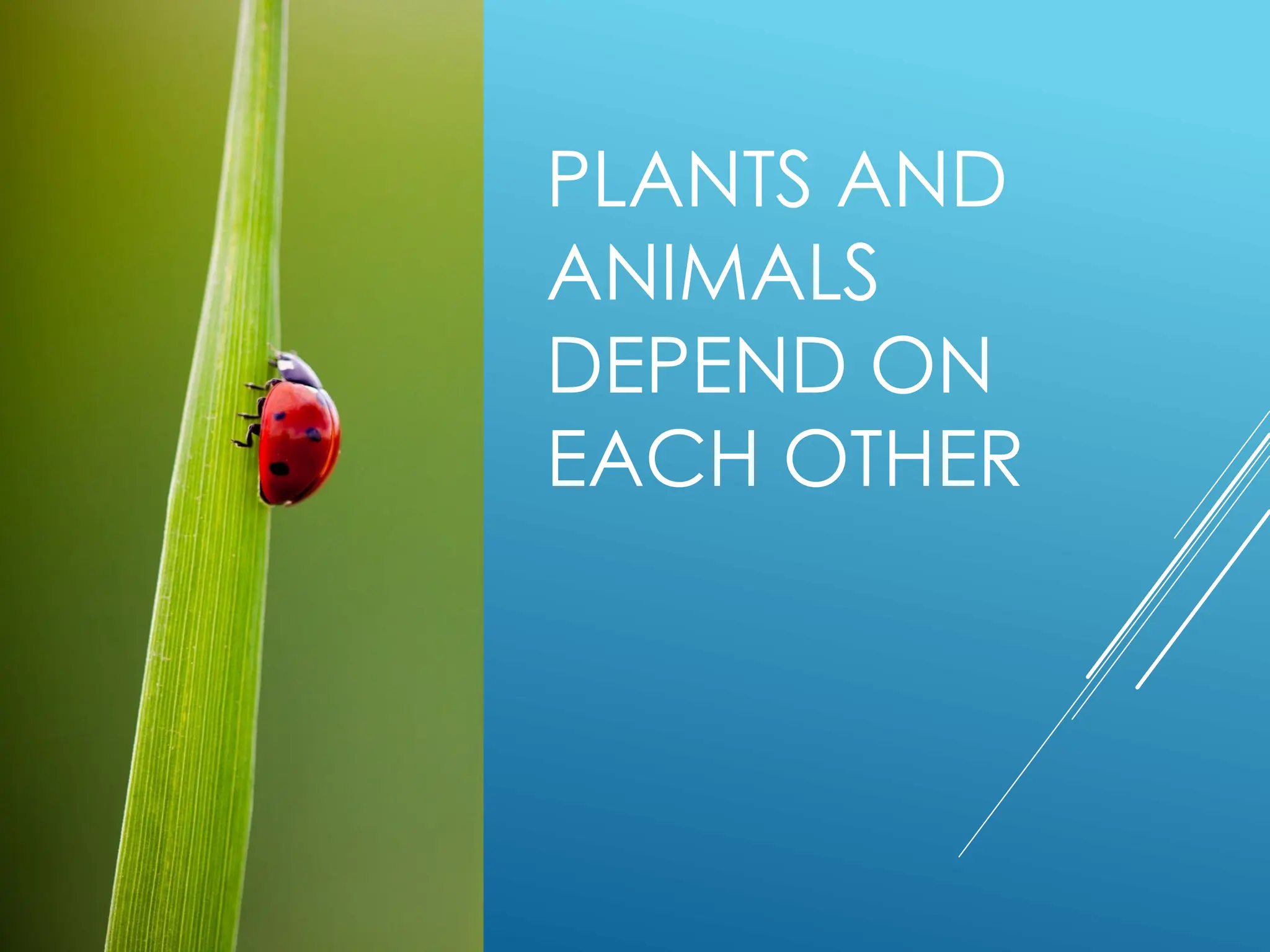 Interdependence in nature with animals plants.ppt