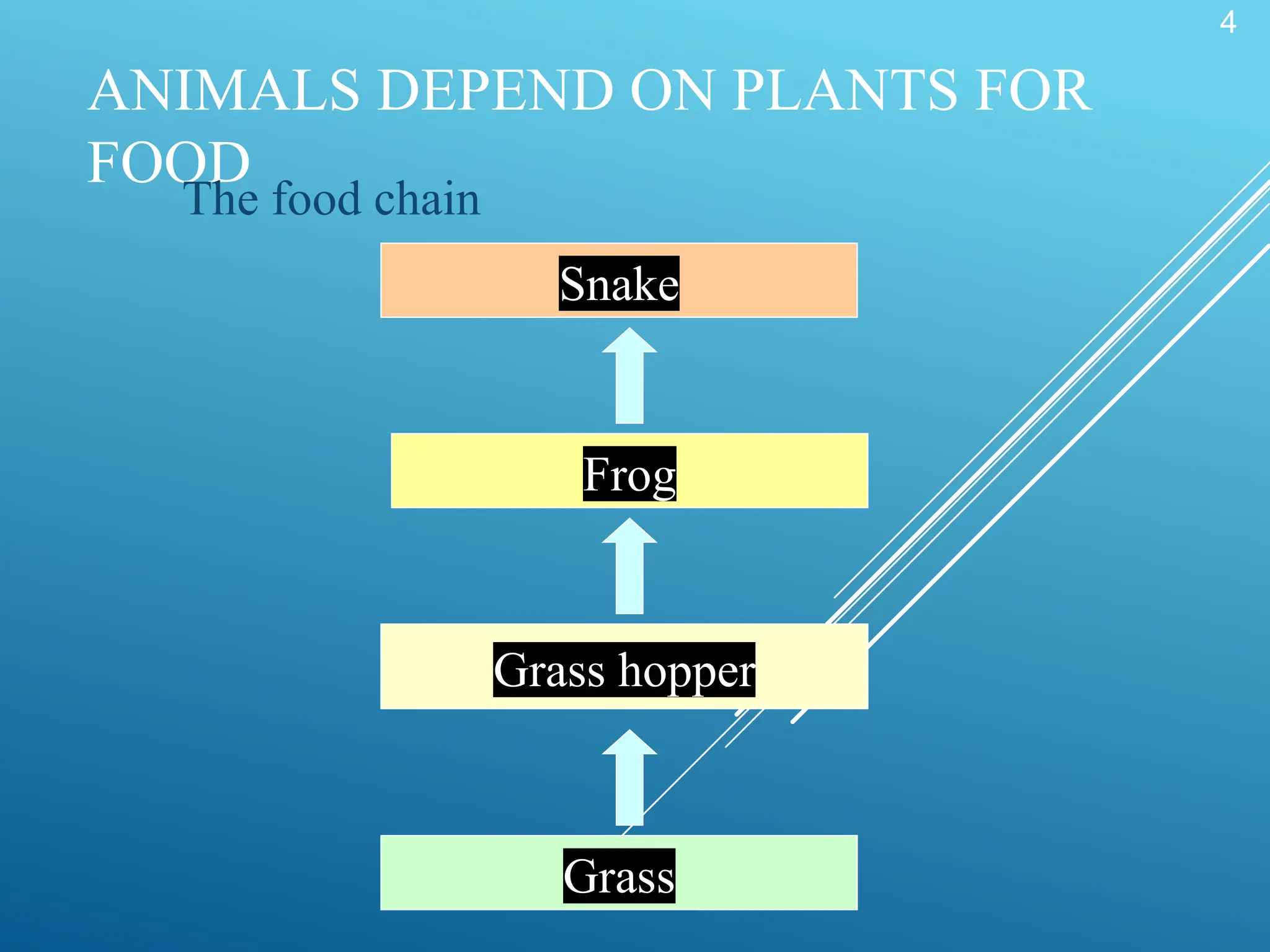 Interdependence in nature with animals plants.ppt