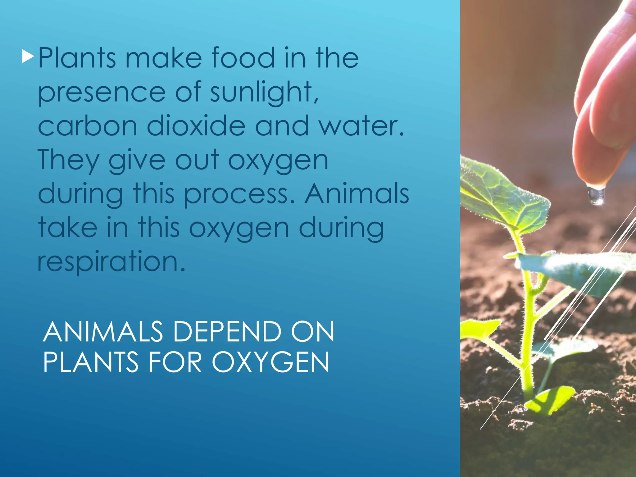 Interdependence in nature with animals plants.ppt