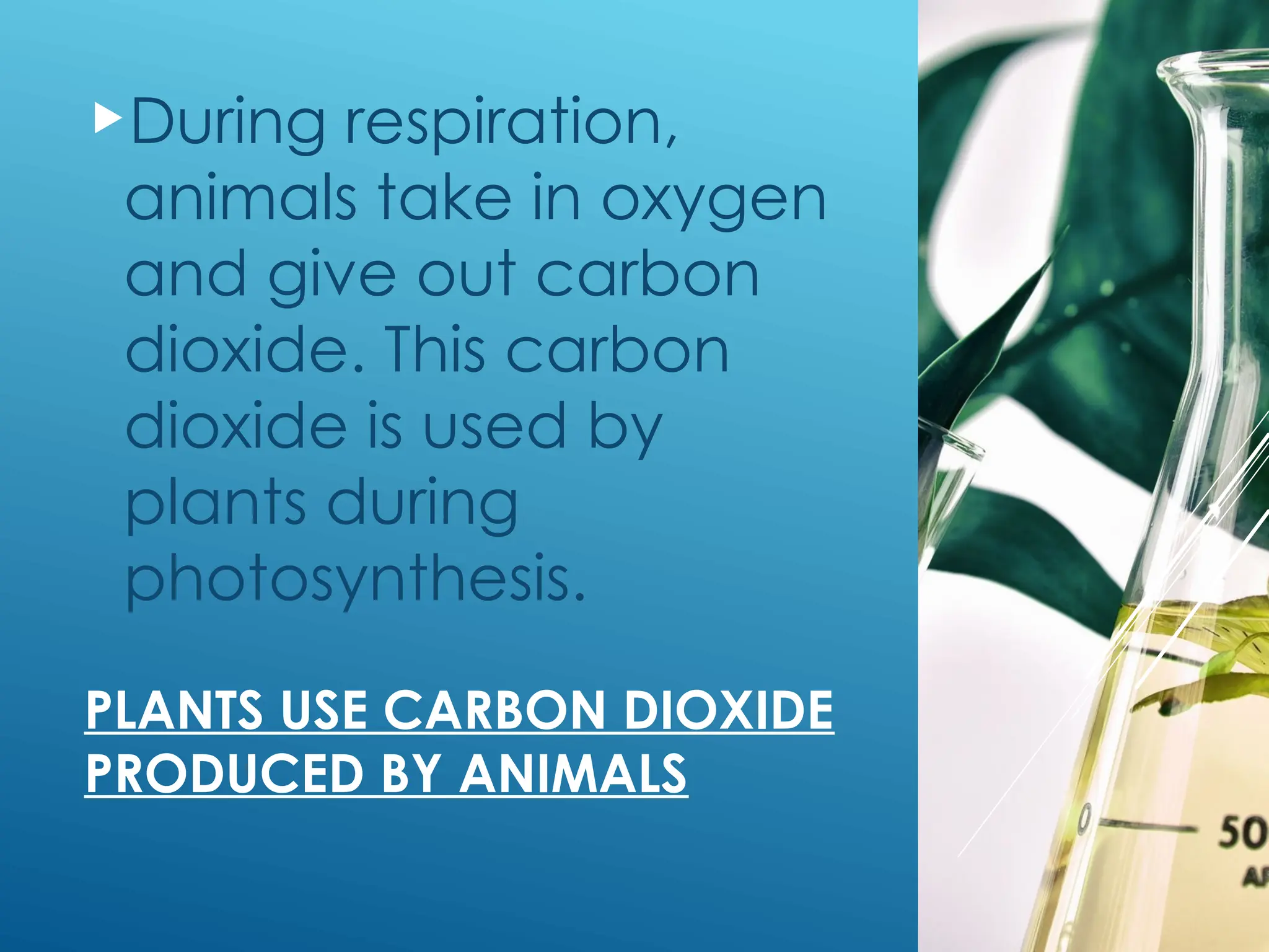 Interdependence in nature with animals plants.ppt