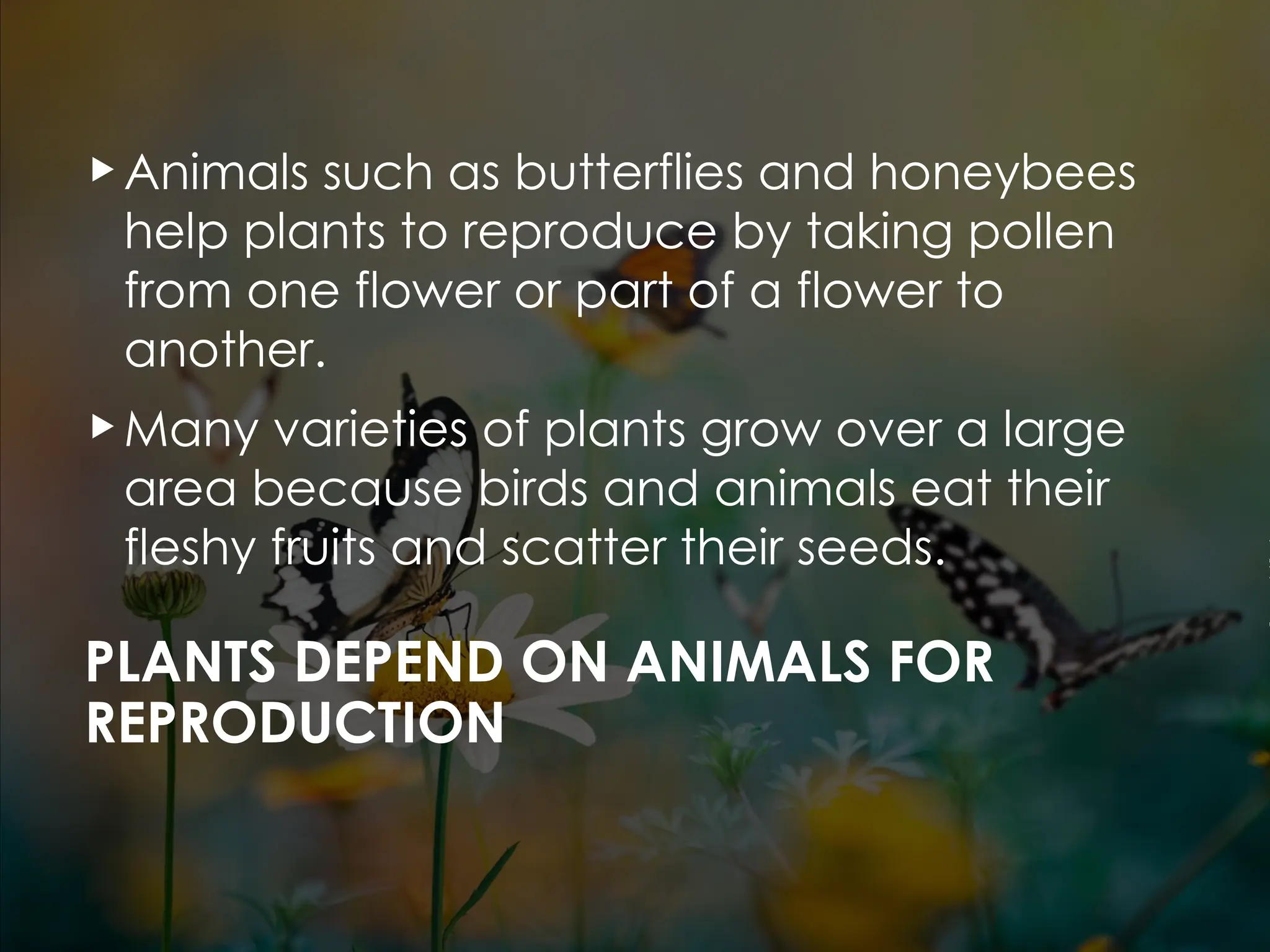 Interdependence in nature with animals plants.ppt