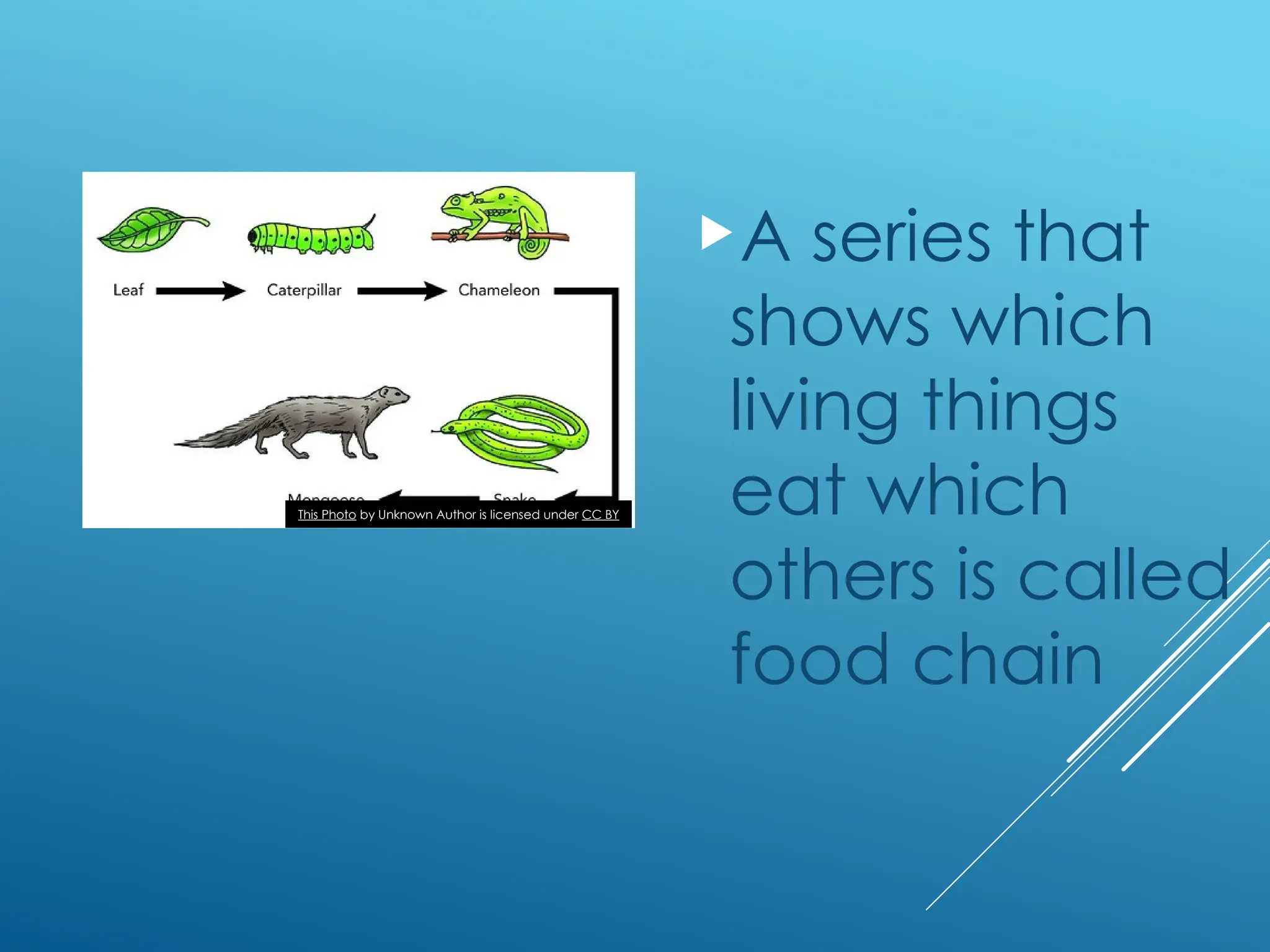 Interdependence in nature with animals plants.ppt