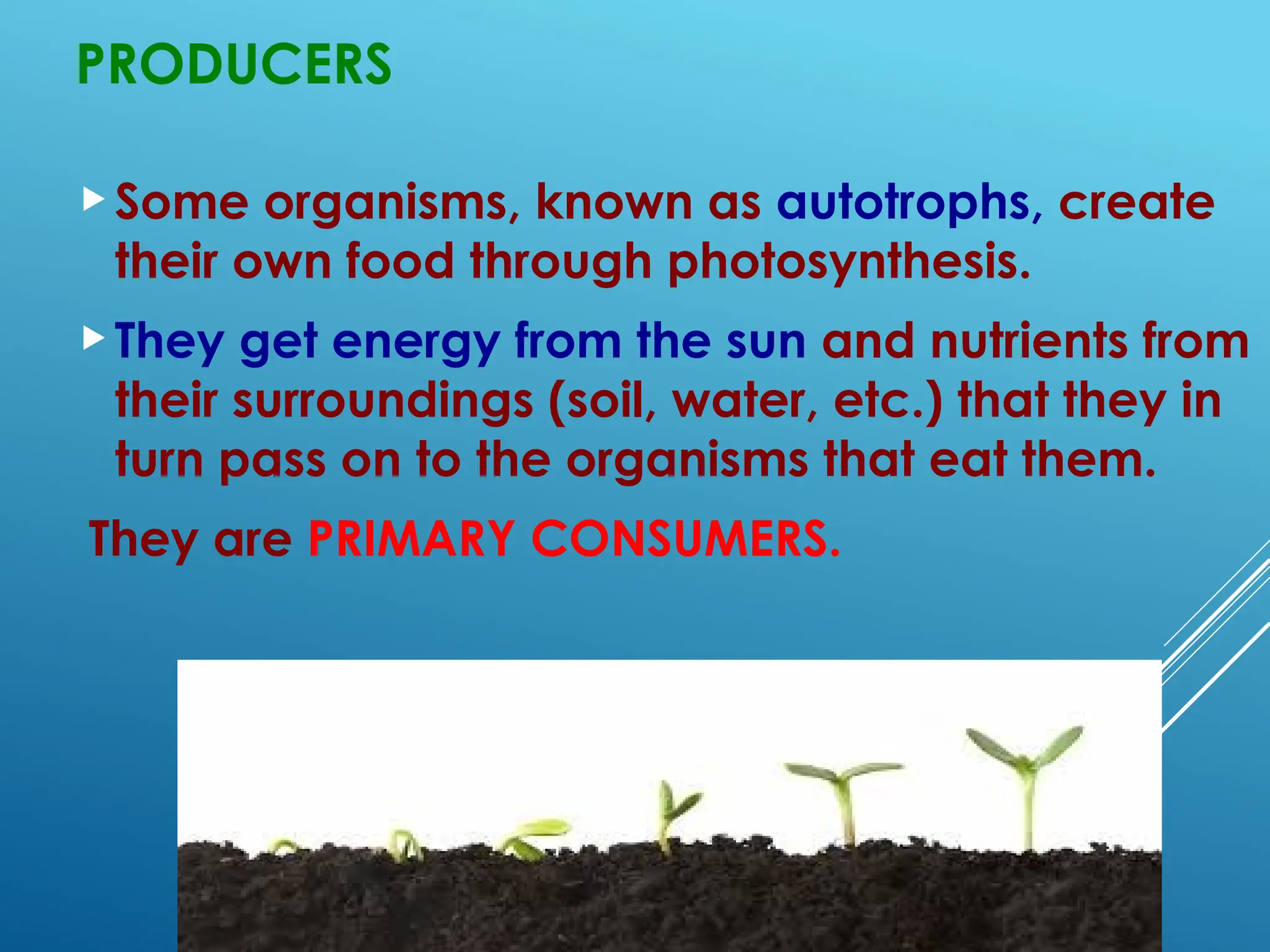 Interdependence in nature with animals plants.ppt