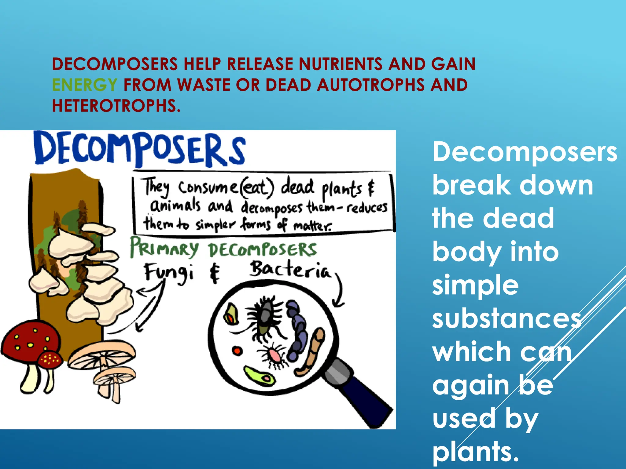 Interdependence in nature with animals plants.ppt
