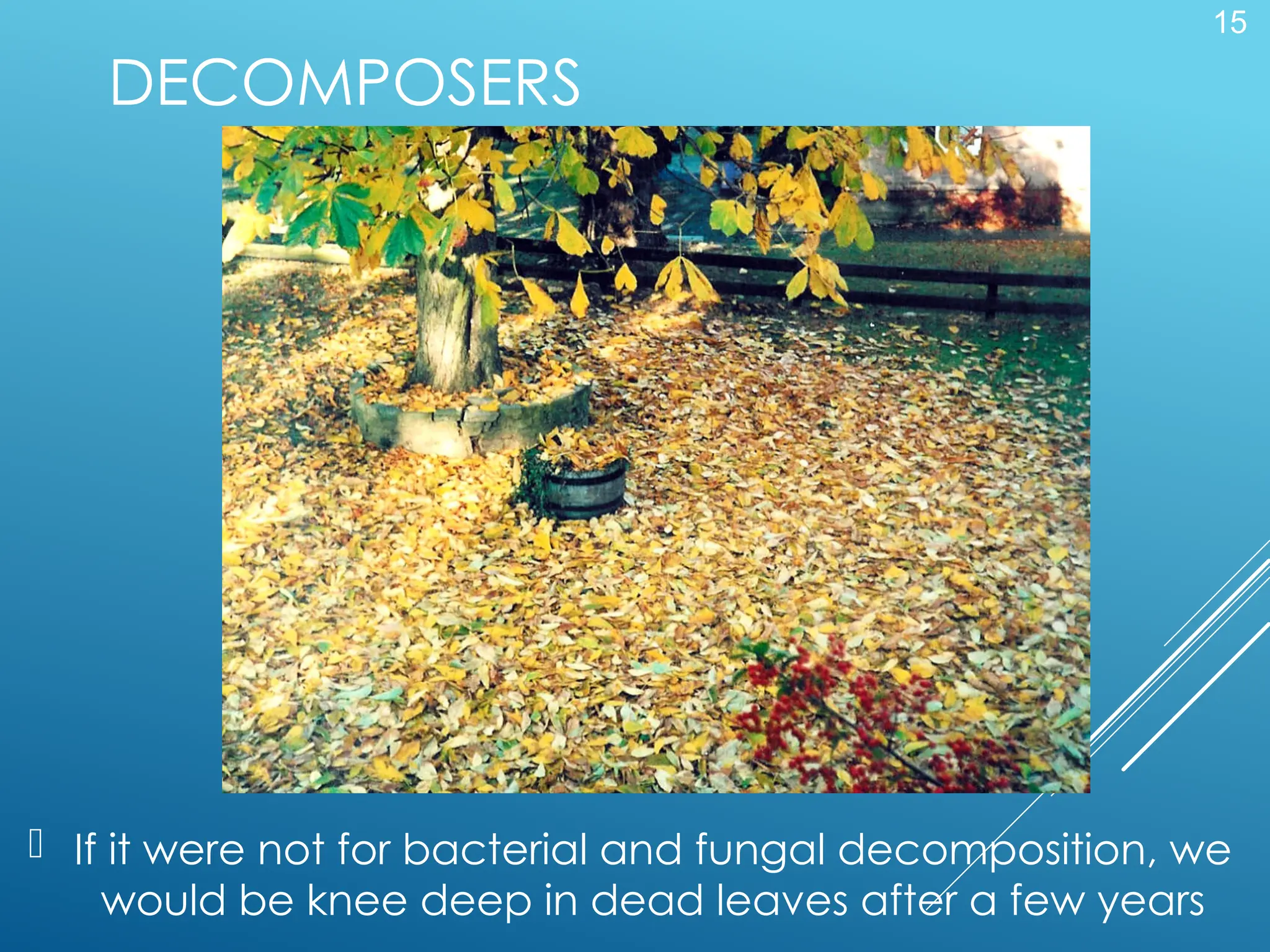 Interdependence in nature with animals plants.ppt