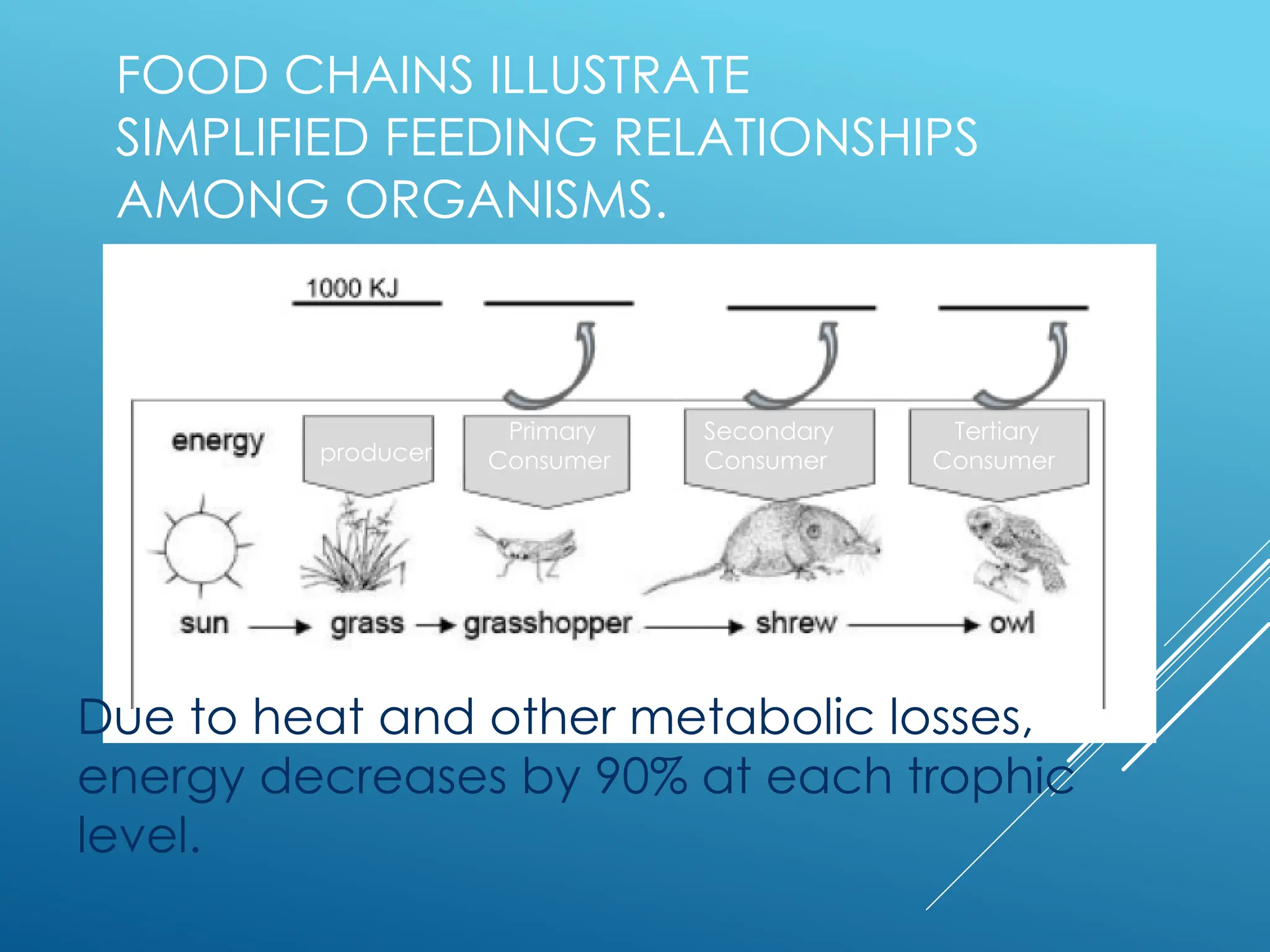 Interdependence in nature with animals plants.ppt