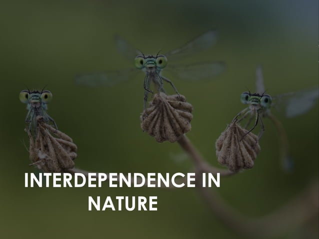 Interdependence in nature with animals plants.ppt