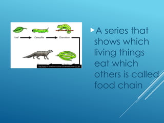 Interdependence in nature with animals plants.ppt