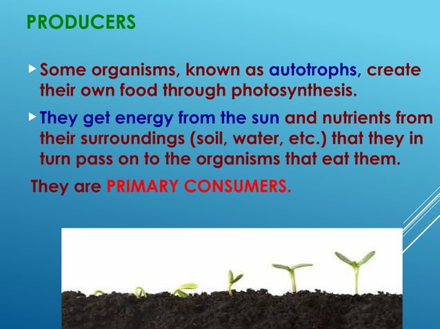 Interdependence in nature with animals plants.ppt