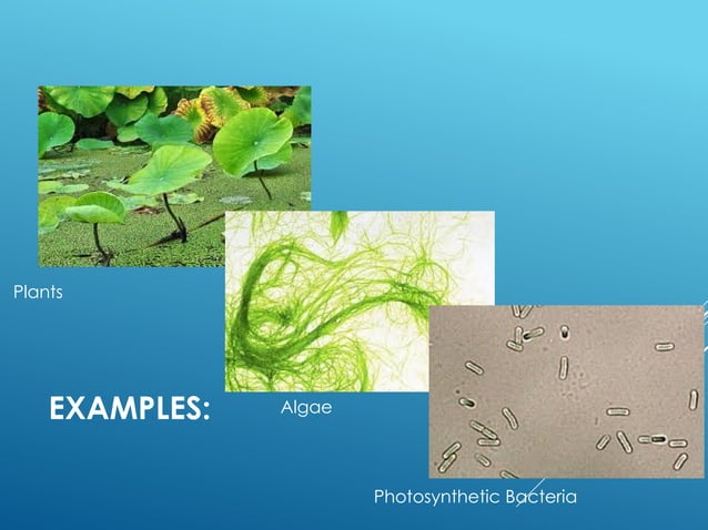 Interdependence in nature with animals plants.ppt