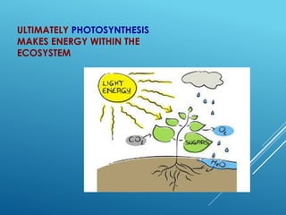 Interdependence in nature with animals plants.ppt