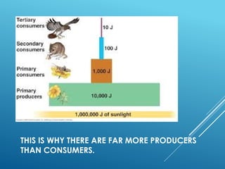 Interdependence in nature with animals plants.ppt