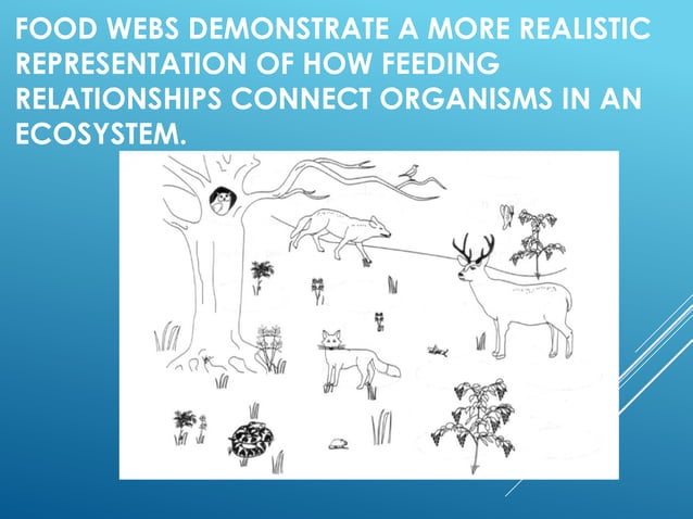 Interdependence in nature with animals plants.ppt