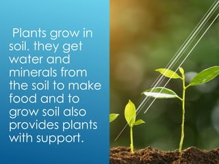 Interdependence in nature with animals plants.ppt