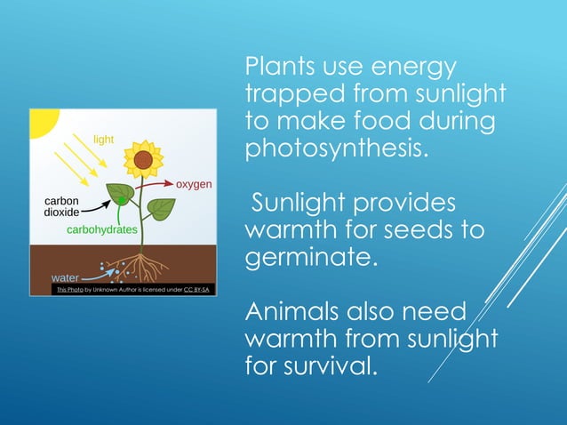 Interdependence in nature with animals plants.ppt