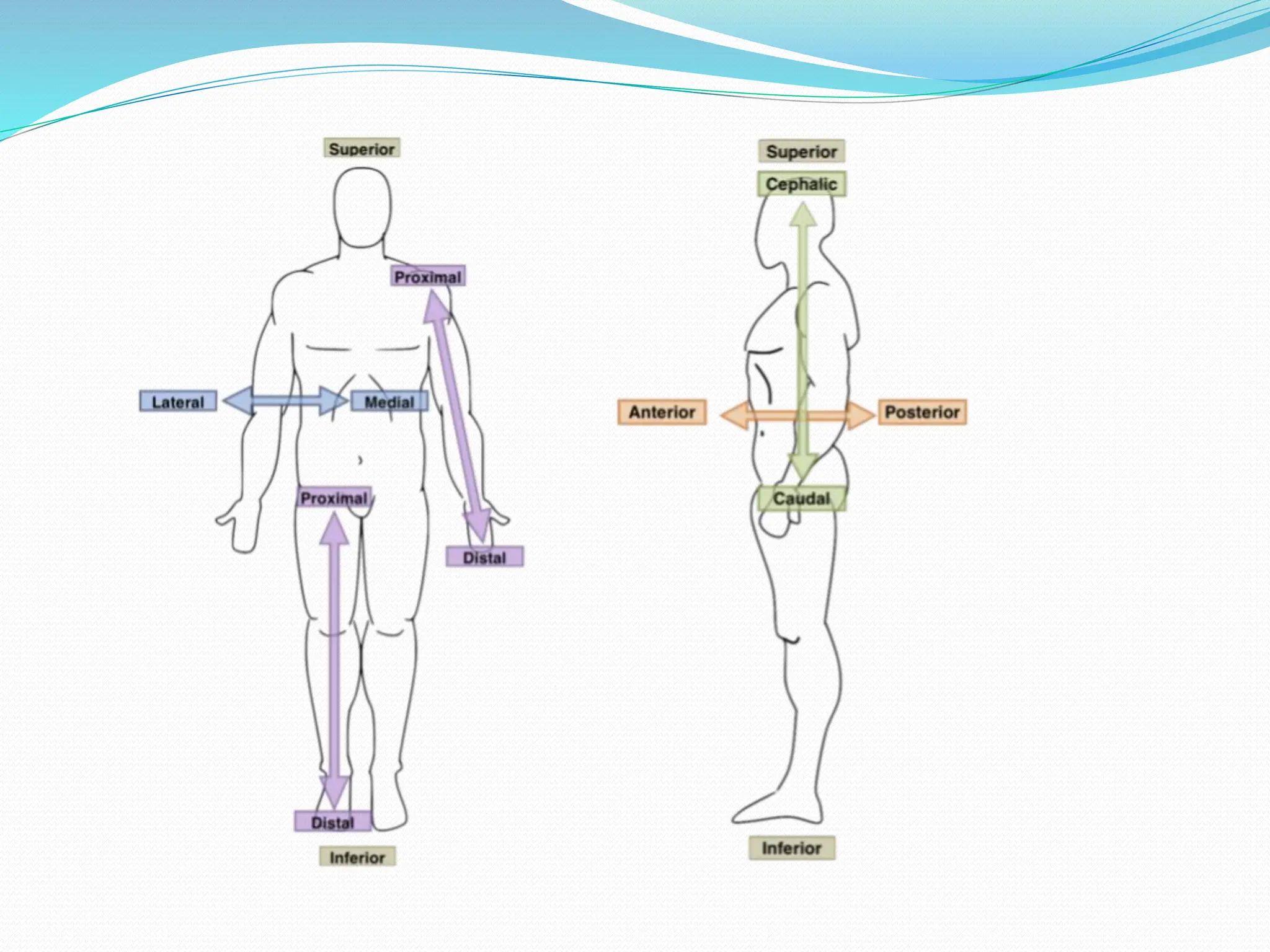 B pharm 1st sem Human Anatomy and Physiology unit 1.ppt