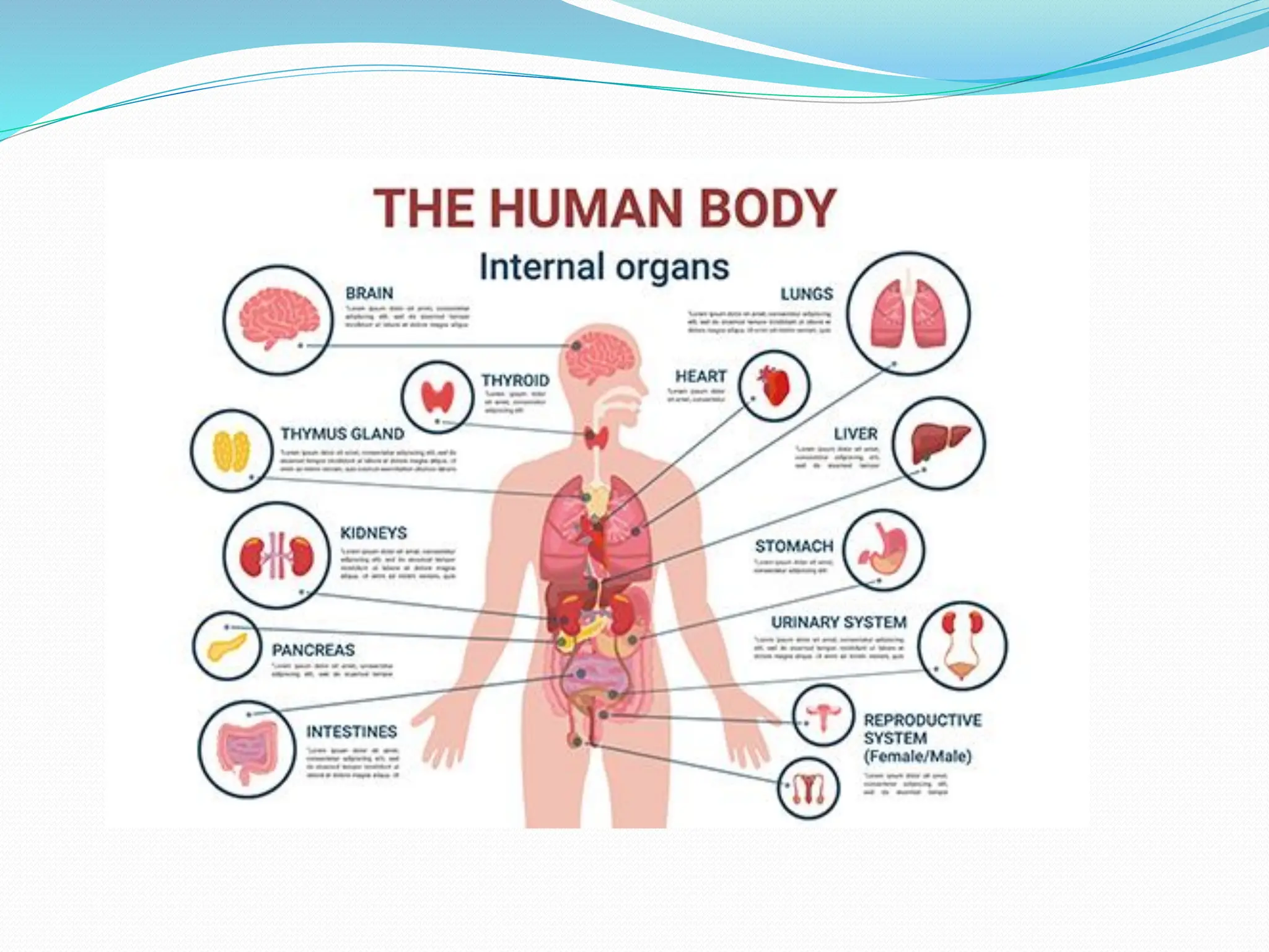 B pharm 1st sem Human Anatomy and Physiology unit 1.ppt | Endocrine and ...