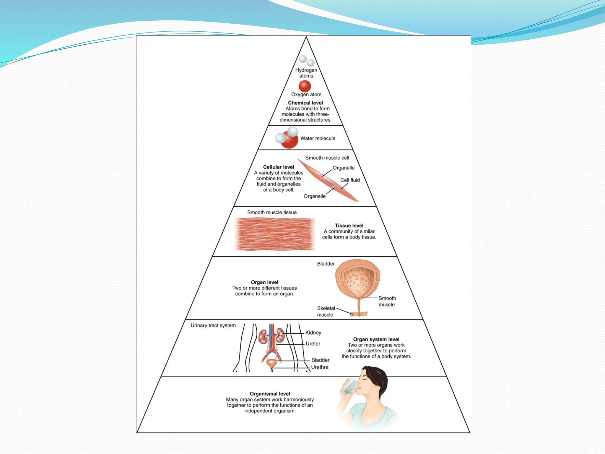 B pharm 1st sem Human Anatomy and Physiology unit 1.ppt
