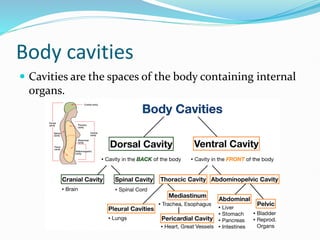 B pharm 1st sem Human Anatomy and Physiology unit 1.ppt