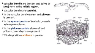 Morphology anatomy and reproduction in Gnetum | PPTX